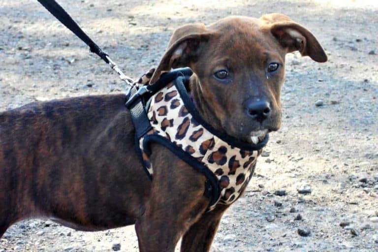 The Bumps on Pitbull: Here’s What it Means - This Pet That Pet