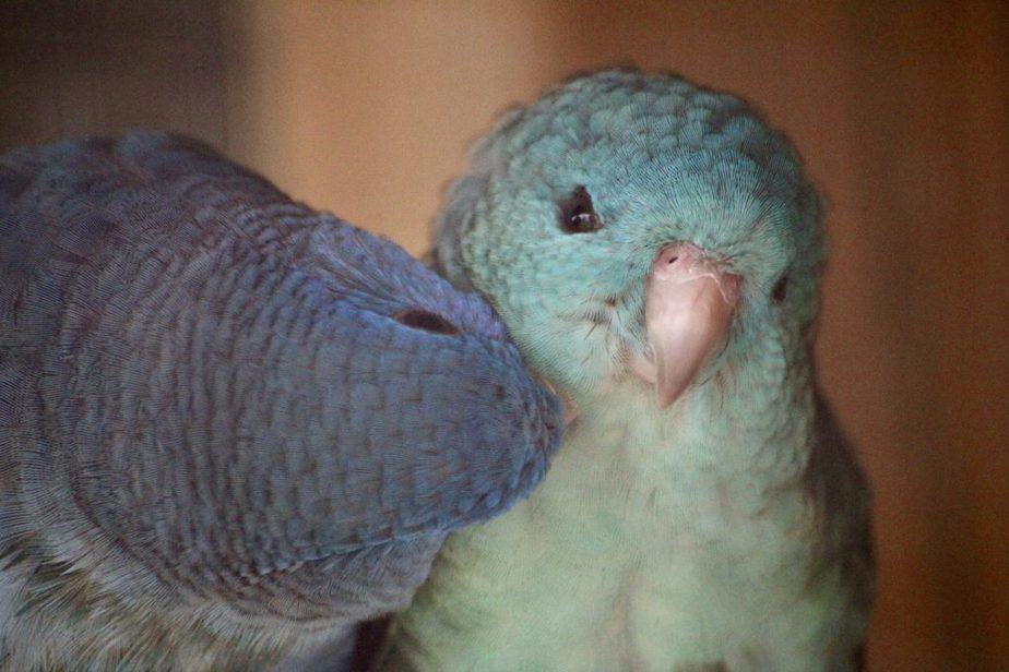 Pet Birds That Like to Cuddle - This Pet That Pet