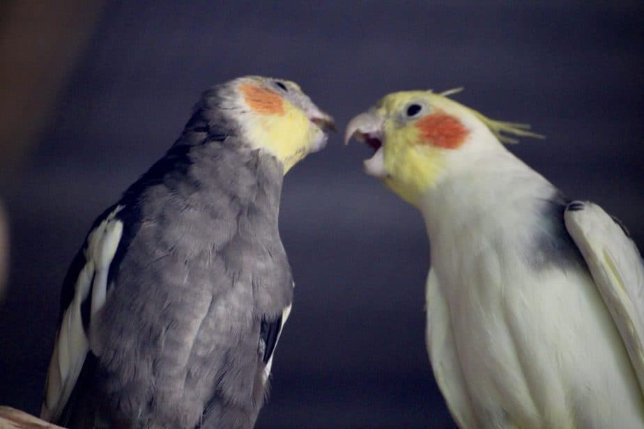 Why Do Birds Kiss Each Other? - This Pet That Pet