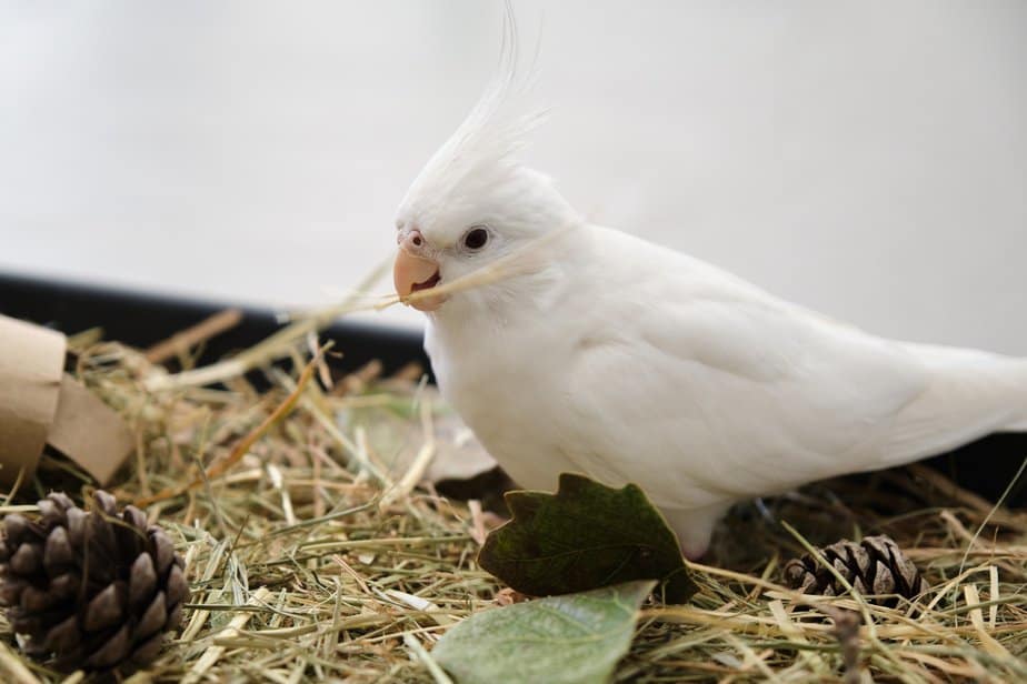 Best Talking Birds for Beginners - This Pet That Pet