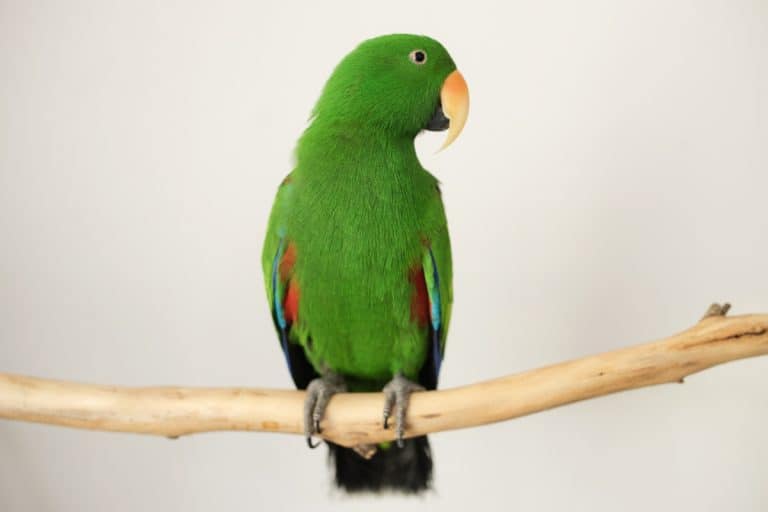 Best Talking Birds for Beginners - This Pet That Pet