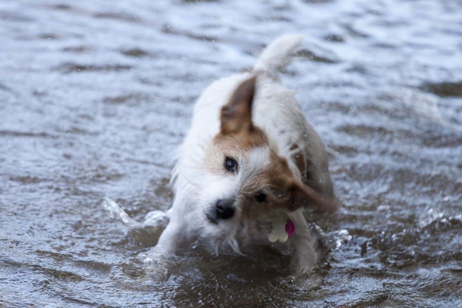 Do Teacup Dogs Stay Small? - This Pet That Pet
